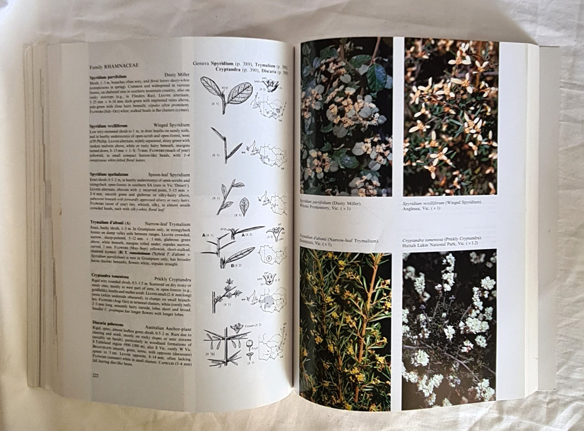 Native Trees and Shrubs of South-Eastern Australia by Leon Costermans ...