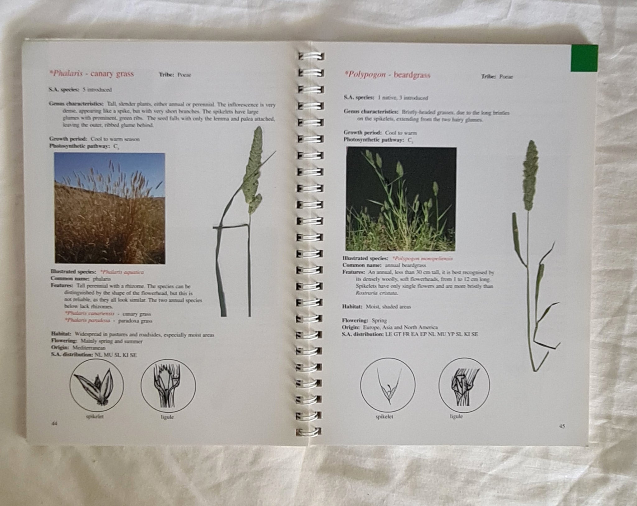 Grass Identification Manual – for everyone by Joan Gibbs – Morgan's ...