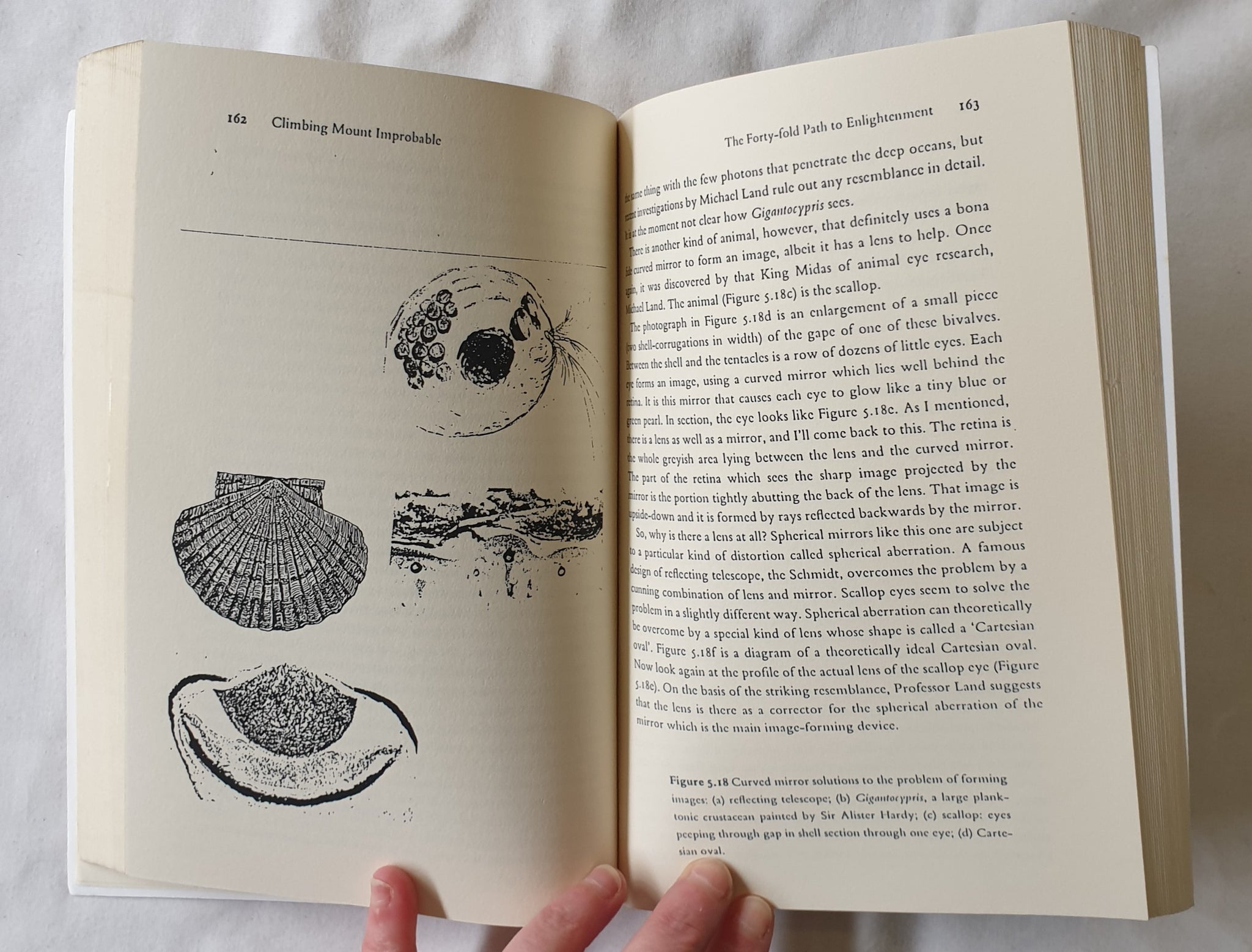 Climbing Mount Improbable by Richard Dawkins – Morgan's Rare Books