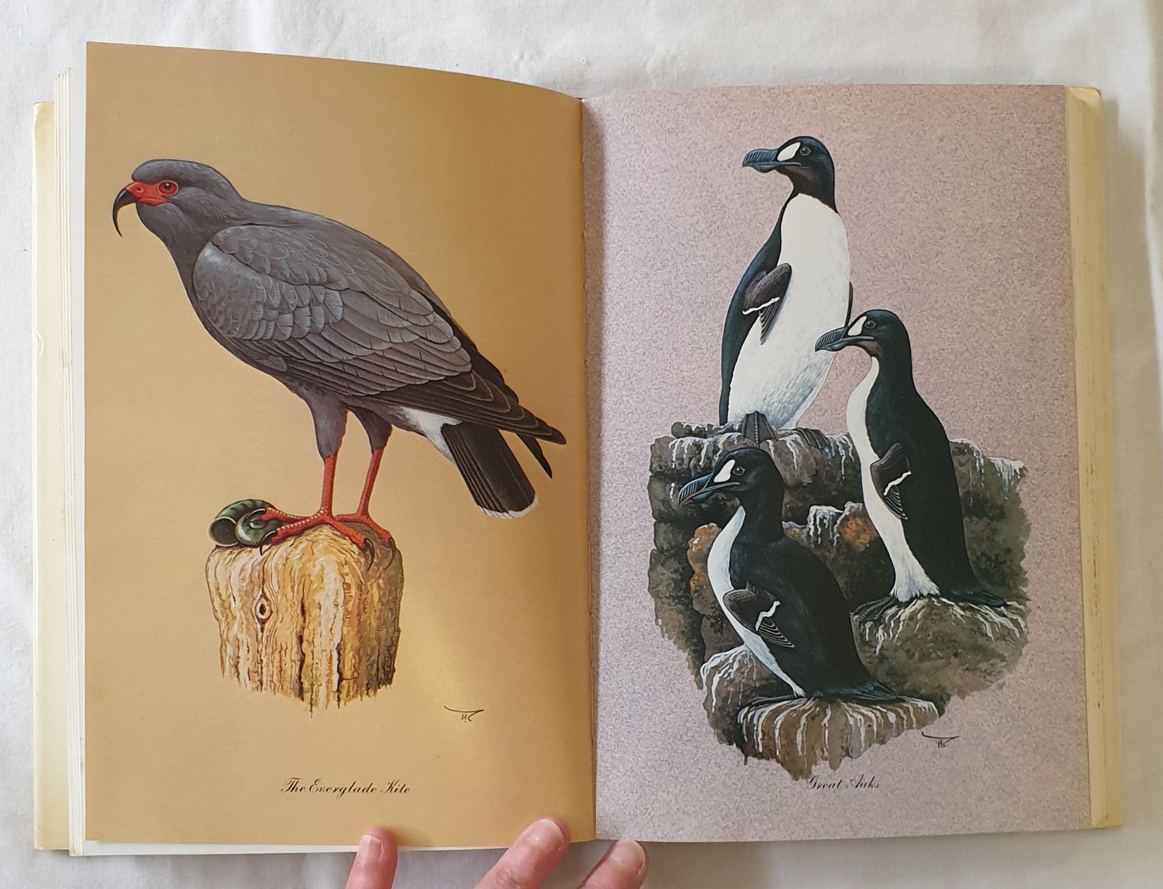 Vanishing Birds by Tim Halliday – Morgan's Rare Books