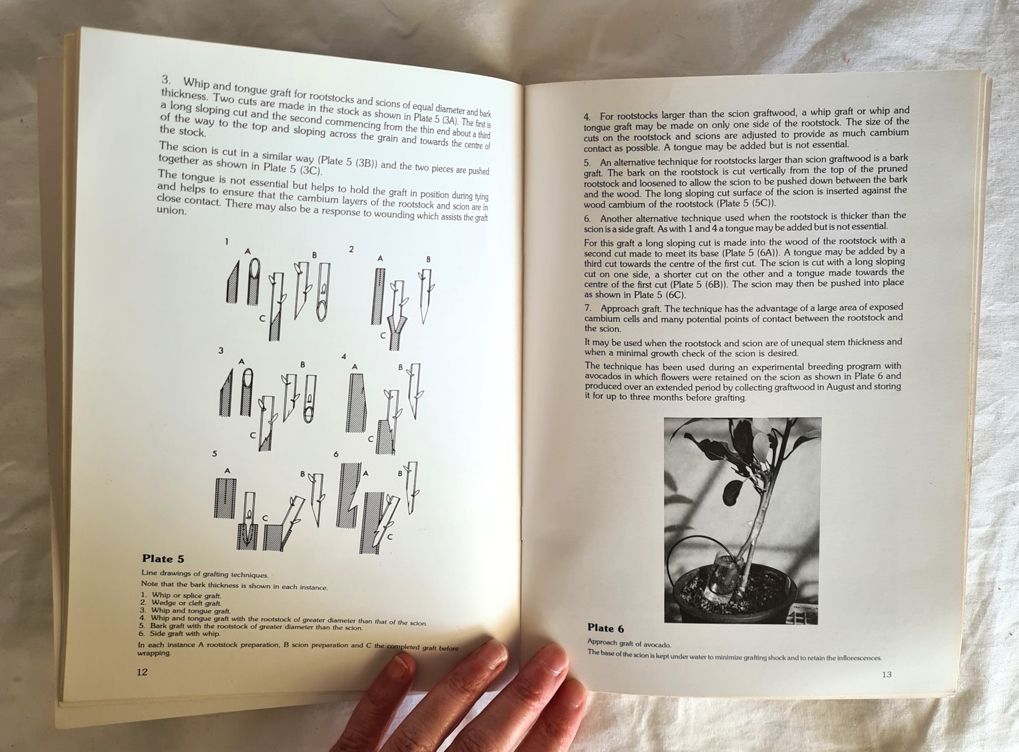 Practical Hints for Budding and Grafting Fruit and Nut Trees by D. McE ...